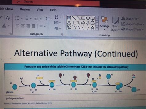 Complement System Flashcards Quizlet