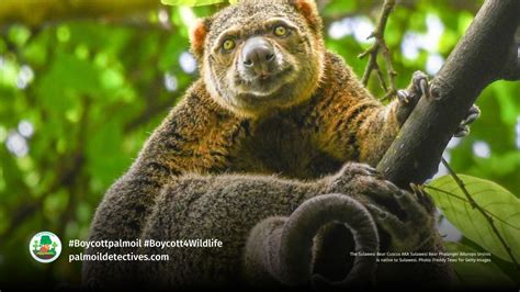 Bear Cuscus Ailurops Ursinus Palm Oil Detectives
