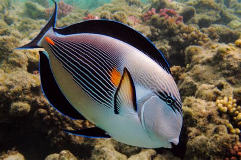 Sohal Tang Care Guide Diet Mates Tank Size And Breeding