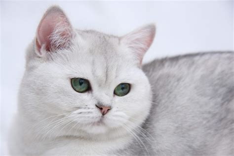 Белая Британская короткошерстная кошка фото и обои Красивая картинка Белая Британская