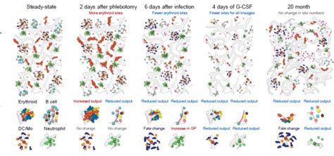 First Skeleton Wide Study Of Blood Cell Formation Yields Surprising
