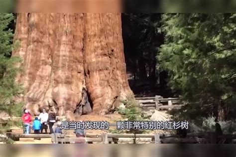 全球体积最大的生物，已经存活3千年，镜头记录全程 千年 生物 体积