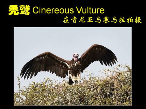 东非野生动物图谱四 SKC的博客 PhotoFans摄影网