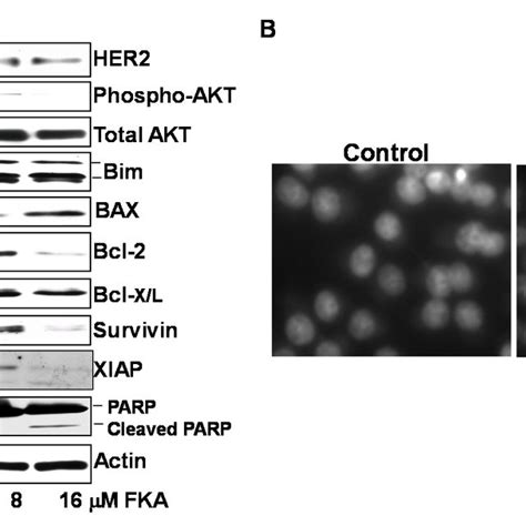 Fka Induces G2m Arrest In Her2 Overexpressing Mcf7her2 And Skbr3 Cells