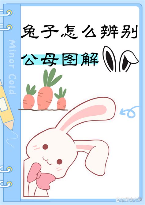 兔子怎么辨别公母图解
