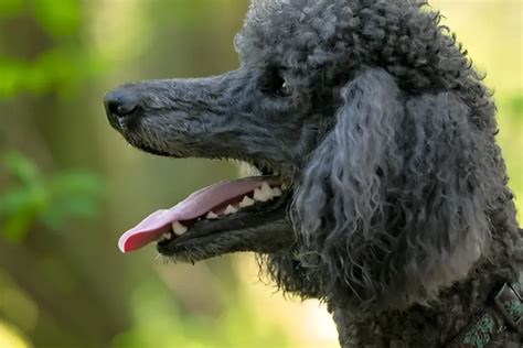 Understanding Poodle Bite Force Size Matters Impact Prevention And Comparison