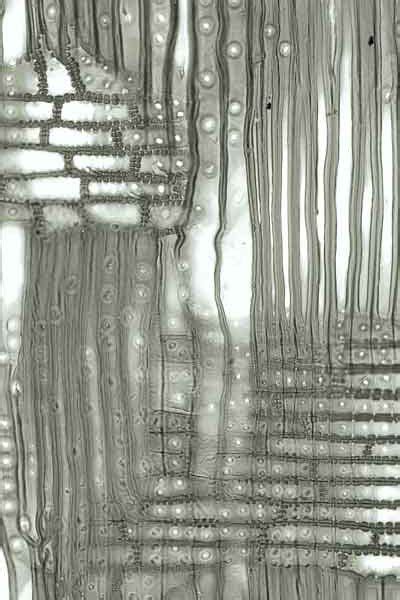 Picture Of Silver Fir Tree Microscopic Wood Cell Structure Under The