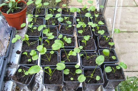 Delphinium Seedlings
