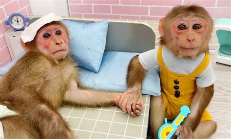 Bibi The Monkey Is Back To Home From The Animal Sanctuary