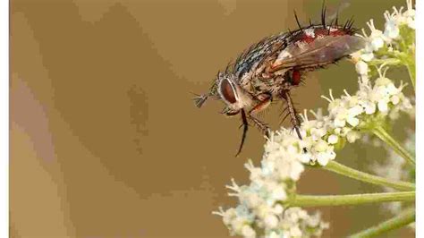 faire mouche, - Geo.fr