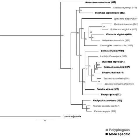 Phylogenetic Bayesian Tree Using 1 896 Bp COI EF 1a Posterior