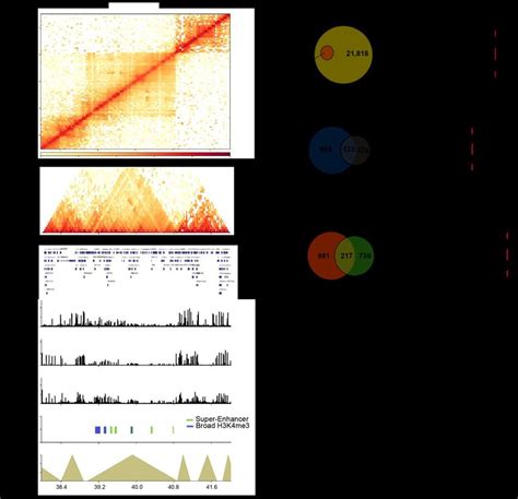 Broad Domains Are Linked To Topological Associated Domain Boundaries Download Scientific