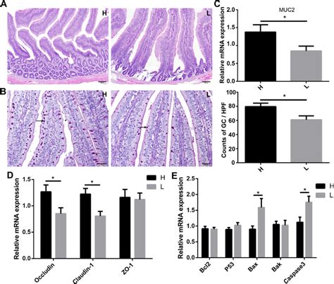 Effect Of Inflammation And Apoptosis On The Structure And Function Of