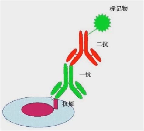 免疫组化IHC染色实验结果解读附视频教程