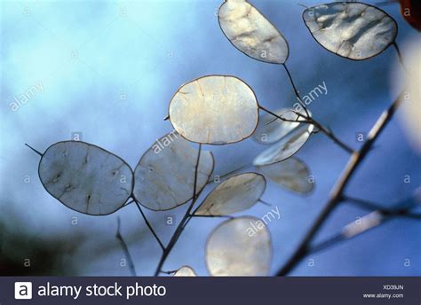 Лунарий - фото и картинки: 67 штук