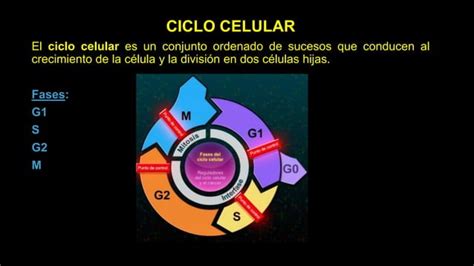 EMBRIOLOGÍA 4 GAMETOGÉNESIS FECUNDACIÓN E IMPLANTACIÓN 2 pptx