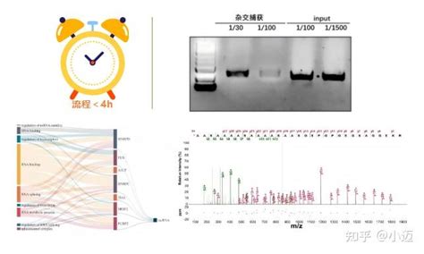 Chirp实验：解密dna Rna 蛋白质的“三角关系” 知乎