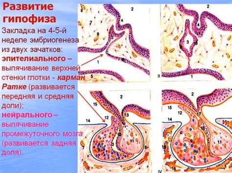 Эндокринная система 1 Центральные органы презентация онлайн