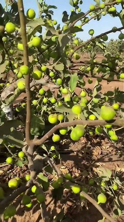 มะเดื่อฝรั่งสายพันธุ์ไวท์อิสราเอล Youtube