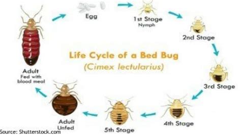 Bed Bug First Stage Larvae