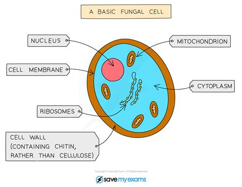 Edexcel IGCSE Biology 复习笔记 5 1 3 Yeast in Food Production 翰林国际教育