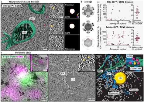 Cnn Based Detection And Multimodal Imaging Of Gem Labelled Proteins A