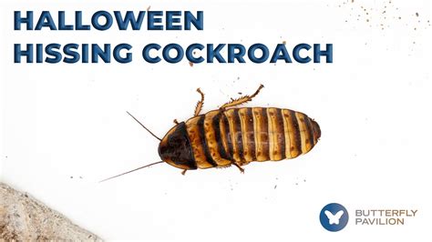 Halloween Hissing Cockroach Youtube