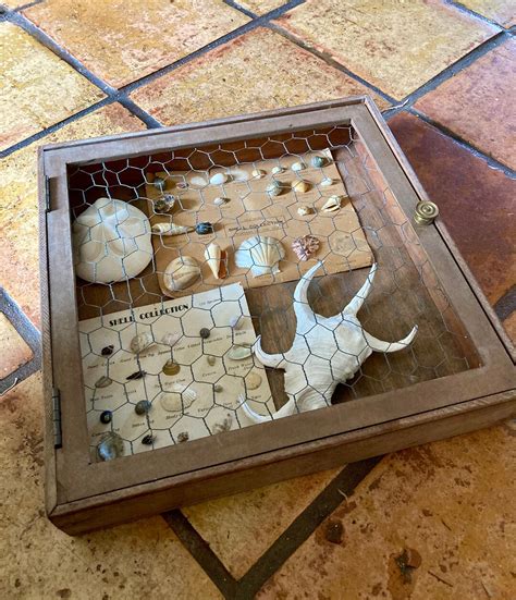 Vintage Curio Display Case Shell Collection In Curio Cabinet Vintage