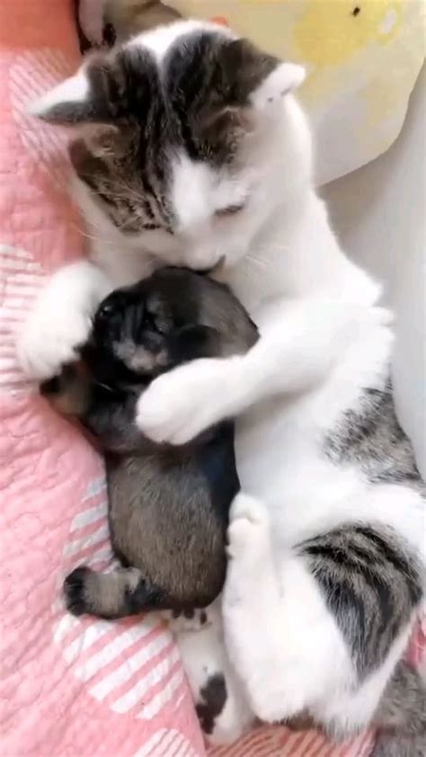 The Hug R Heckthisiswholesome
