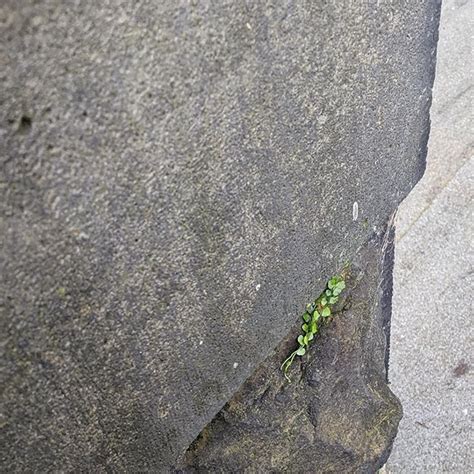 Necklace Fern Asplenium Flabellifolium Weeds Of Melbourne