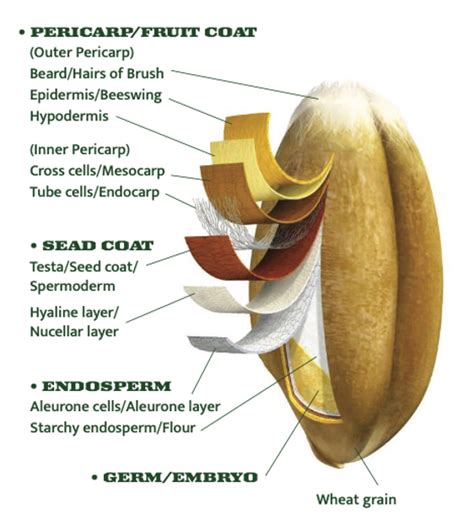 Structure Of A Wheat Kernel