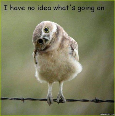 Image 107966 I Have No Idea Know Your Meme