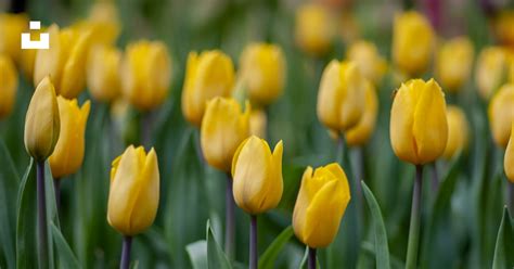 노란 튤립 꽃 사진 Unsplash의 무료 Москва 이미지