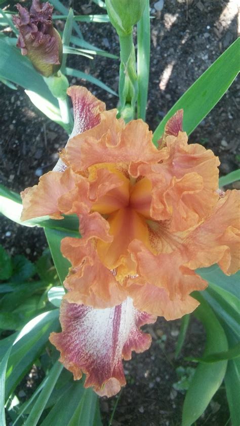 Iris Identification In The Irises Forum