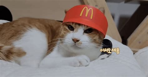 해피밀 장난감으로 알수있는 고양이 머리사이즈 고양이 축구 스포츠
