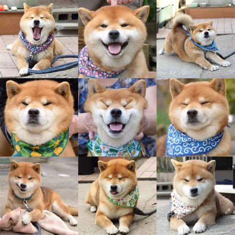 柴犬立耳柴犬柴犬笑大山谷图库