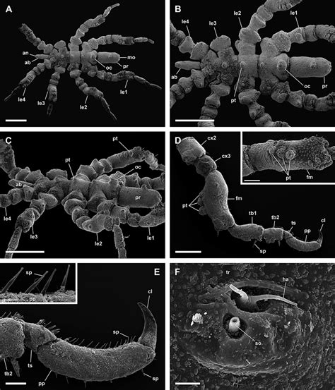 Pycnogonum Nodulosum Female A Dorsal View Scale 1 Mm B Dorsal