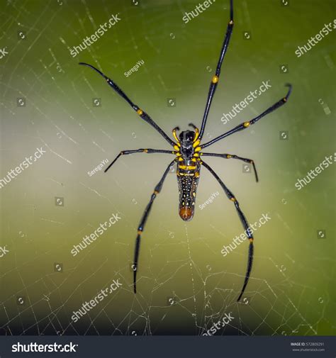Jungle Thailand Spiders Pilipes Nephila Largest库存照片572809291 Shutterstock