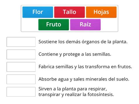 Las Partes De Las Plantas Y Sus Funciones Combinação
