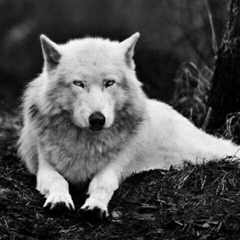 Menina Lobo Wiki Terror Under The Bed Amino