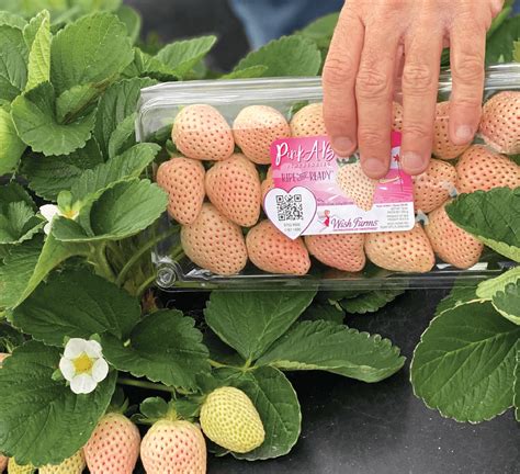 Pineberry Tree Buy White Strawberry Plants Strawberries With Home