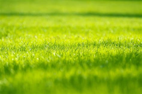 Background Of A Fresh Spring Green Grass Spring Backdrop Stock Image