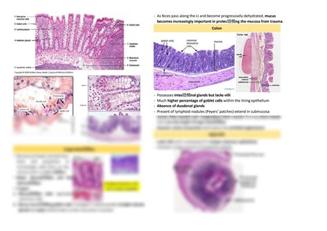 SOLUTION Histology Lecture Notes Digestive Integumentary Immune