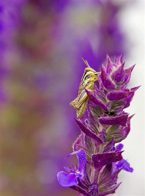 Tiny Grasshopper Photograph By Dana Moyer Fine Art America