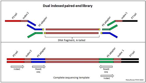 Demultiplexing Dual Indexed MiSeq Fastq Files SEQanswers Data