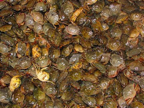 Moeche Fritte Fried Soft Shell Crabs Of Venice Italian Food Wine And Travel