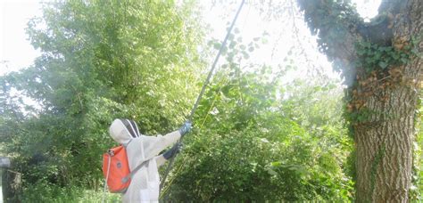 Genêts Trois nids de frelons asiatiques détruits le même jour sur la commune