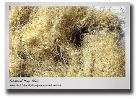 Texas Tech Plants Seeds For Developing Industrial Hemp Textile Fiber
