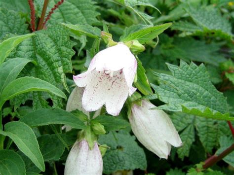 シロバナヤマホタルブクロ Campanula punctata var hondoensis f albiflora