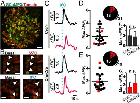 Cold Sensing By Nav1 8 Positive And Nav1 8 Negative Sensory Neurons Pnas